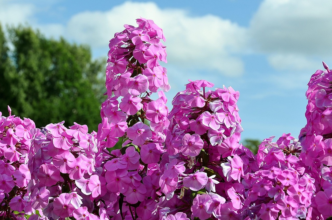 Liliac Bush Flower - Free photo on Pixabay - Pixabay