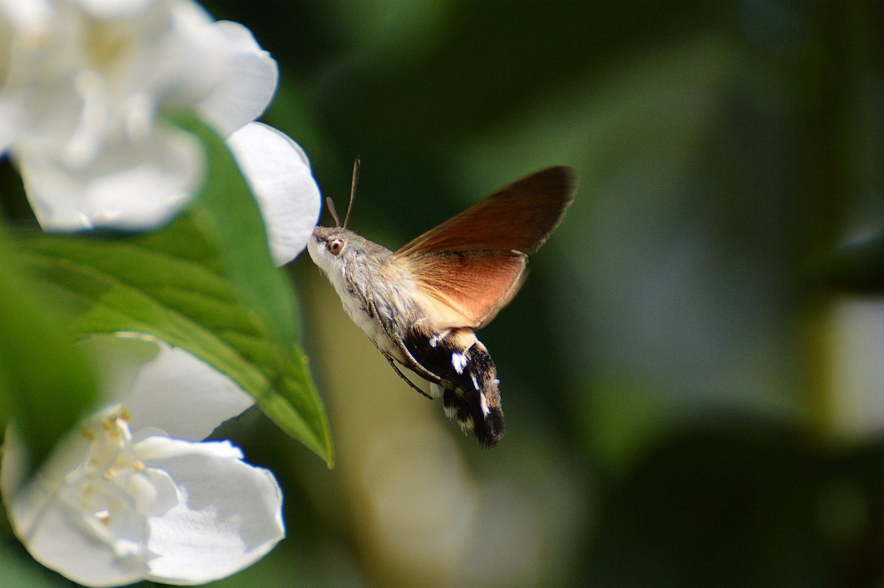 5,000+ Free Hummingbird Moth & Nature Images - Pixabay