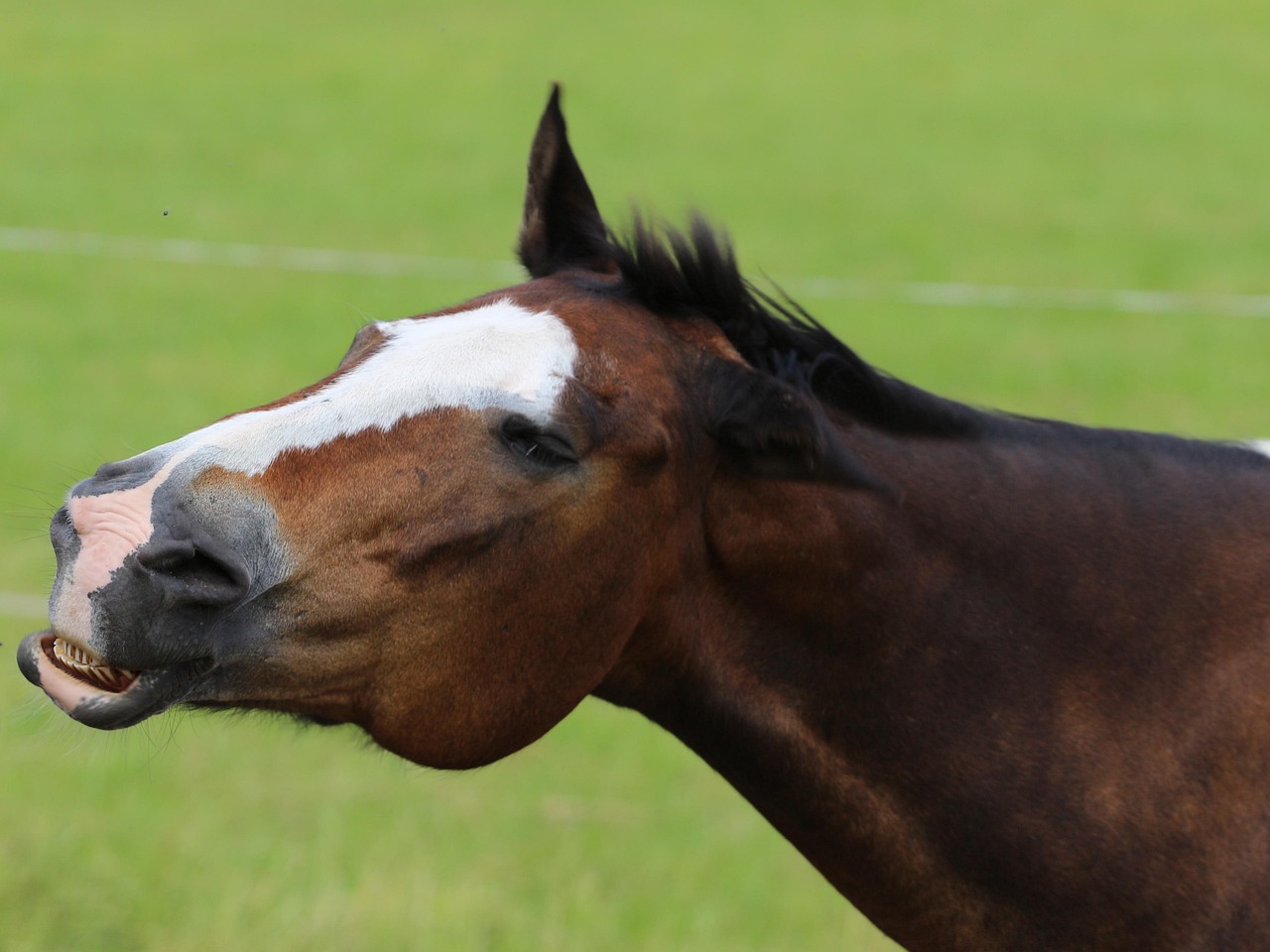 Horse Animal Head - Free photo on Pixabay - Pixabay