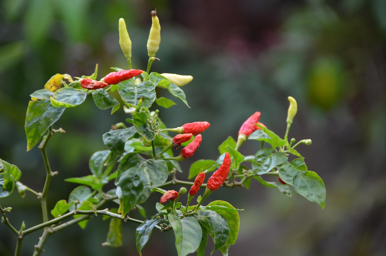 Chili Busch Gewürze - Kostenloses Foto auf Pixabay - Pixabay