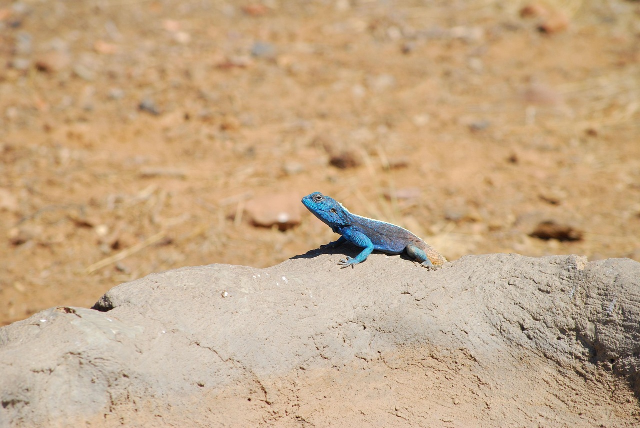 Lizard Agame Africa - Free photo on Pixabay - Pixabay