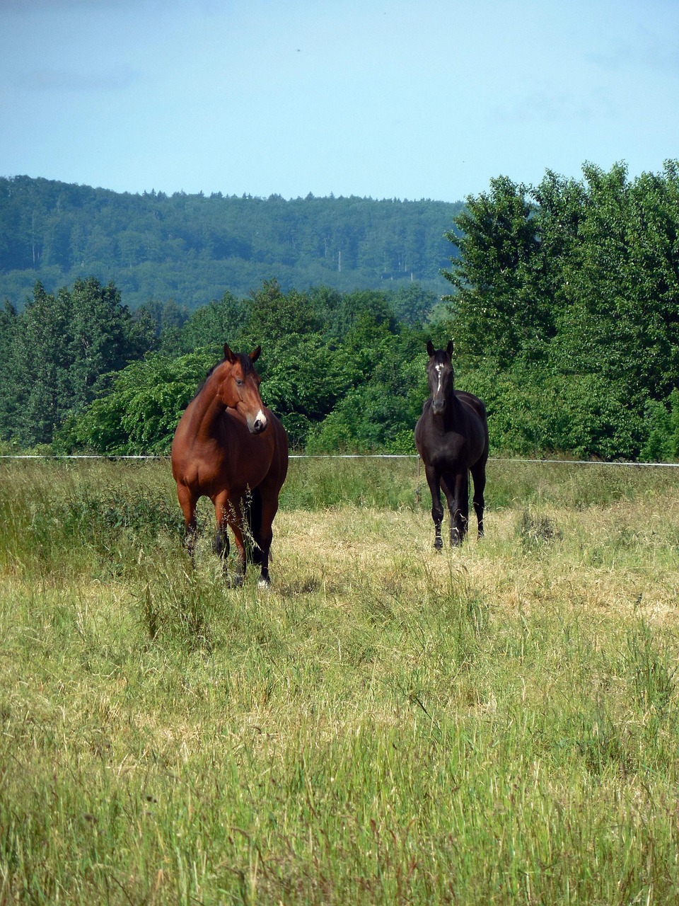 Cavalos Pomar Pasto - Foto gratuita no Pixabay - Pixabay