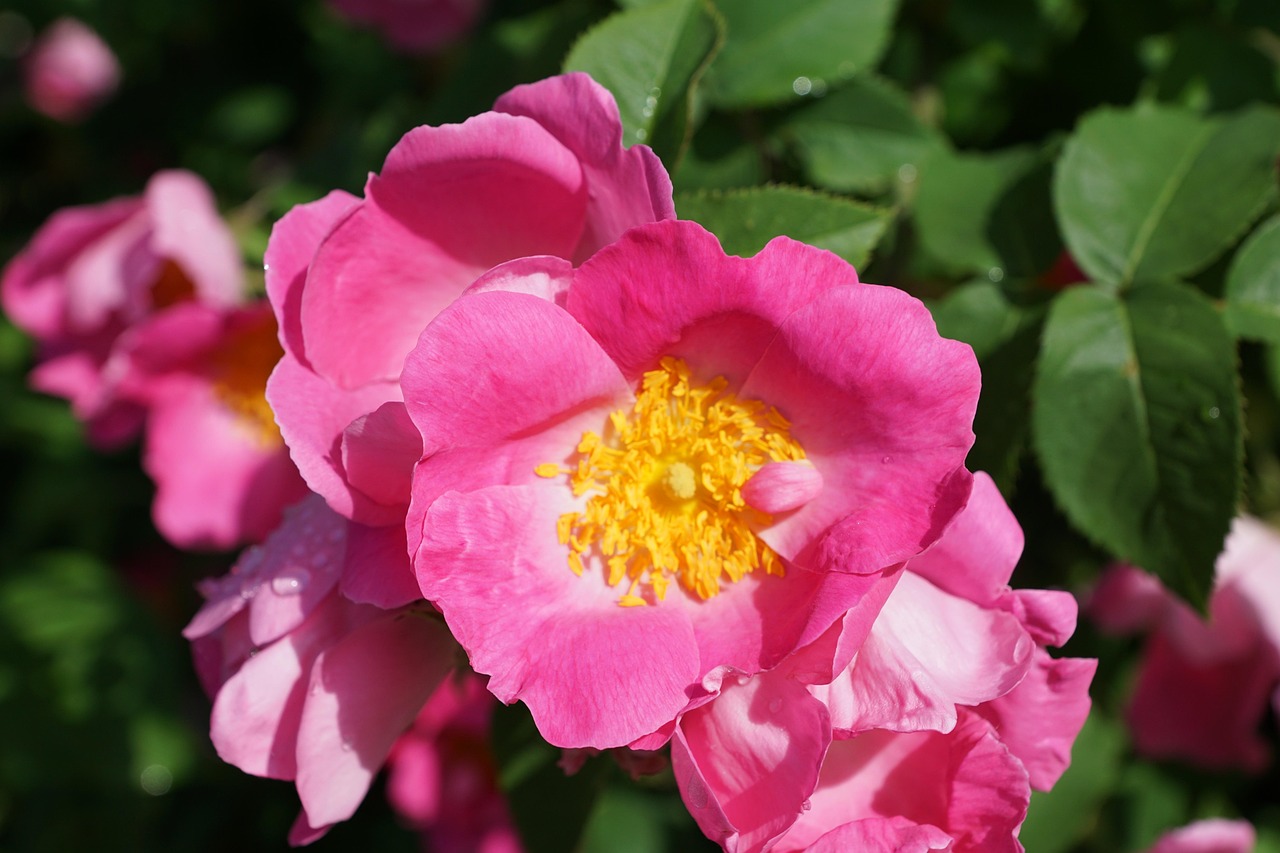 Rosa Mosqueta Flor - Foto gratuita no Pixabay - Pixabay
