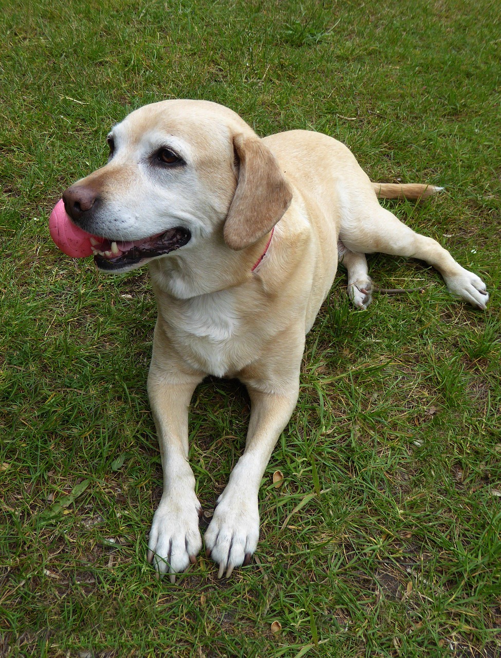 Dog Ball Snout - Free photo on Pixabay - Pixabay