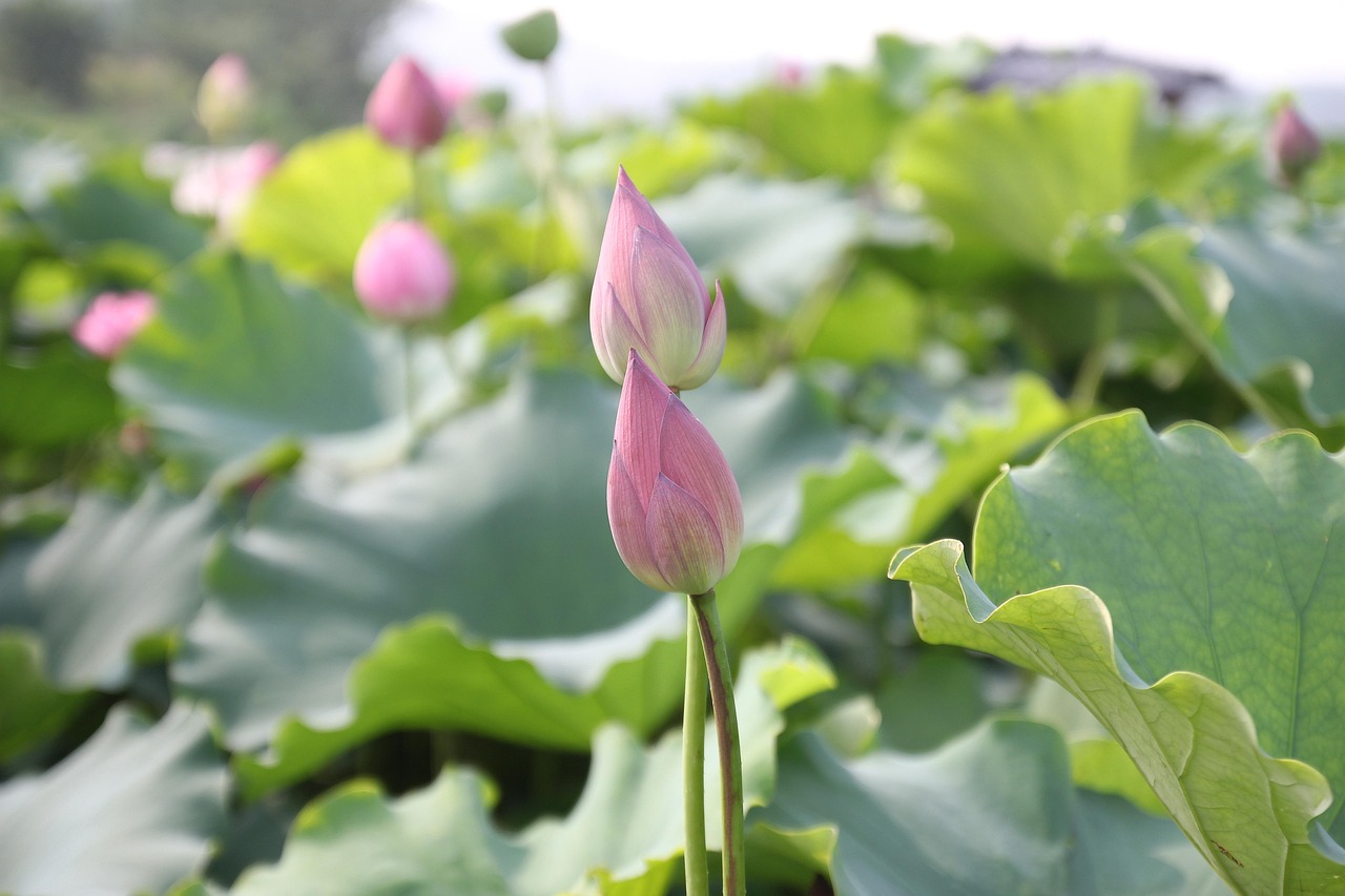 Lotus Buds - Free photo on Pixabay - Pixabay
