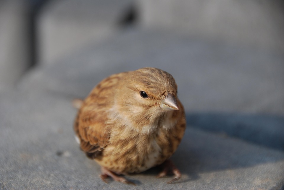 Sparrow Bird Nature - Free photo on Pixabay