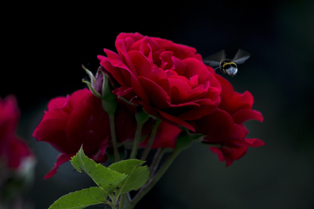 Rose Bee Fly - Free photo on Pixabay