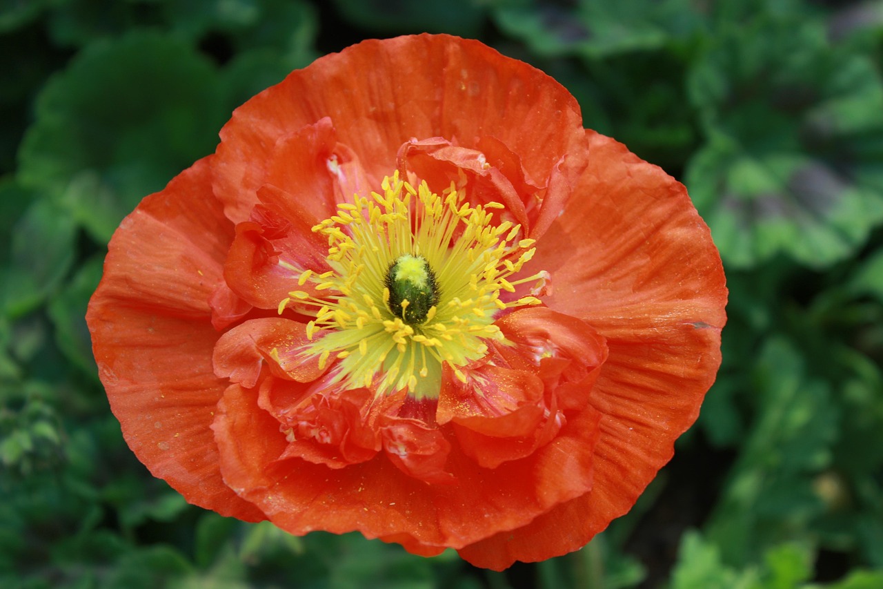 Fleur Coquelicot Nature - Photo gratuite sur Pixabay - Pixabay