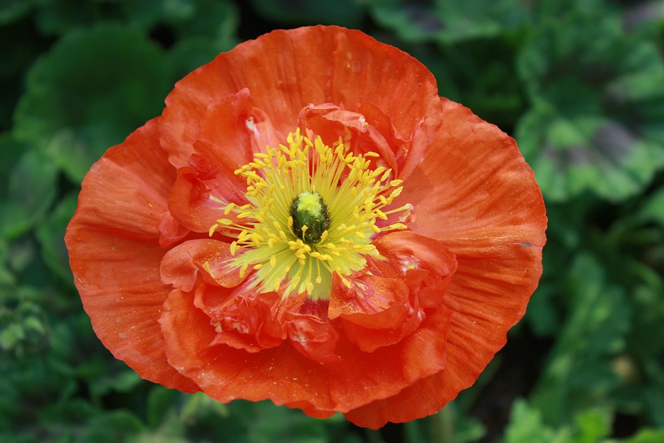 Blume Mohn Natur - Kostenloses Foto auf Pixabay