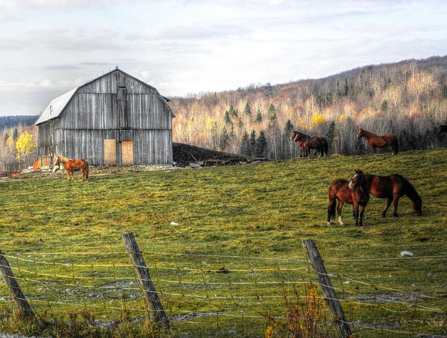 Barn Horses Fall - Free photo on Pixabay