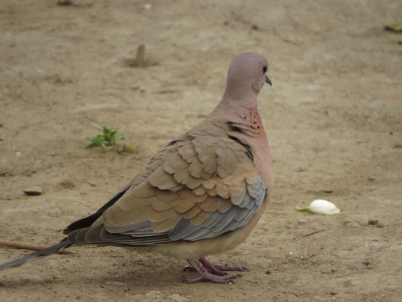 Paloma Riendo Aves Pájaros - Foto gratis en Pixabay - Pixabay