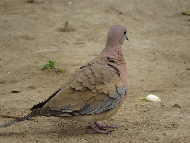 Colombe Qui Rit Des - Photo gratuite sur Pixabay - Pixabay