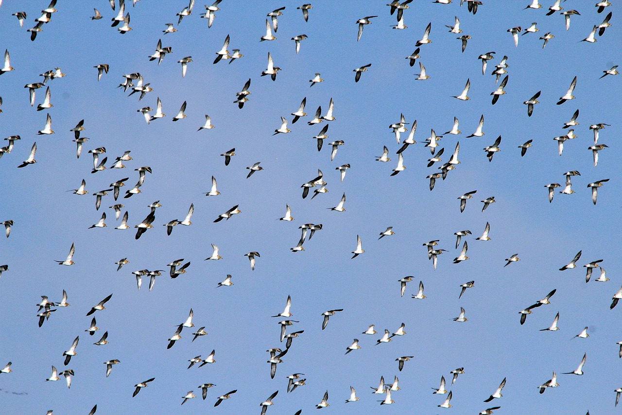 Vogelschwarm Gänse Zugvögel - Kostenloses Foto auf Pixabay - Pixabay