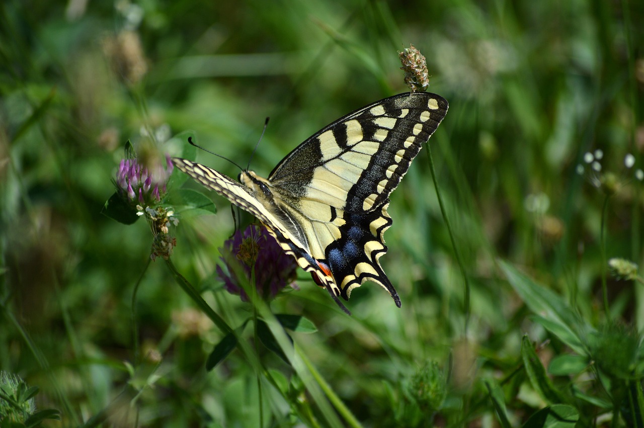 Papillon Bulgarie L'Europe - Photo gratuite sur Pixabay - Pixabay