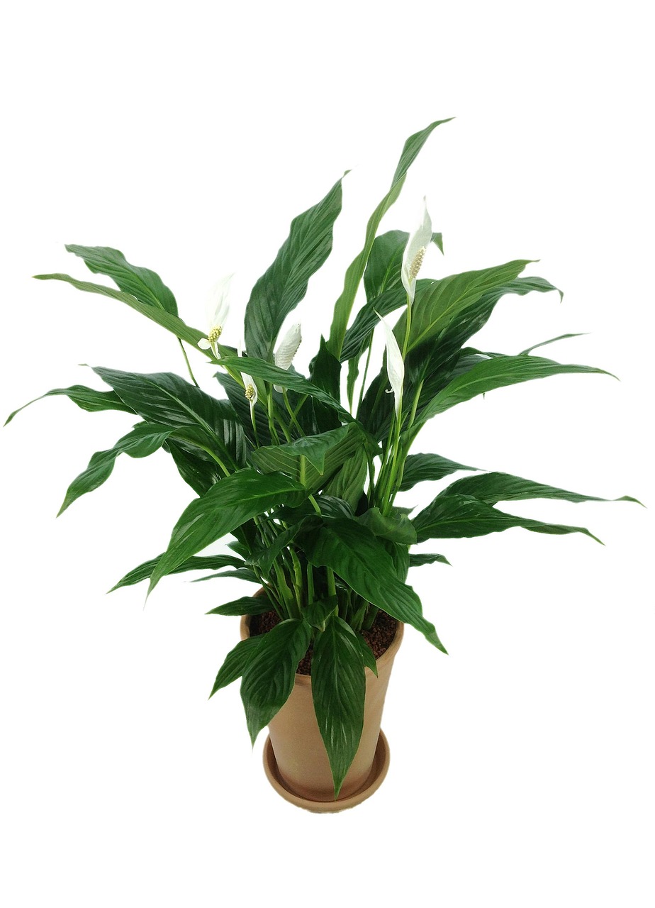 Spathiphyllum Plant Air - Free photo on Pixabay - Pixabay