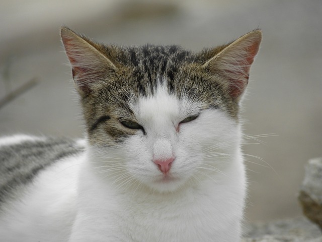 20,000+ Free Angry Cat & Angry Images - Pixabay