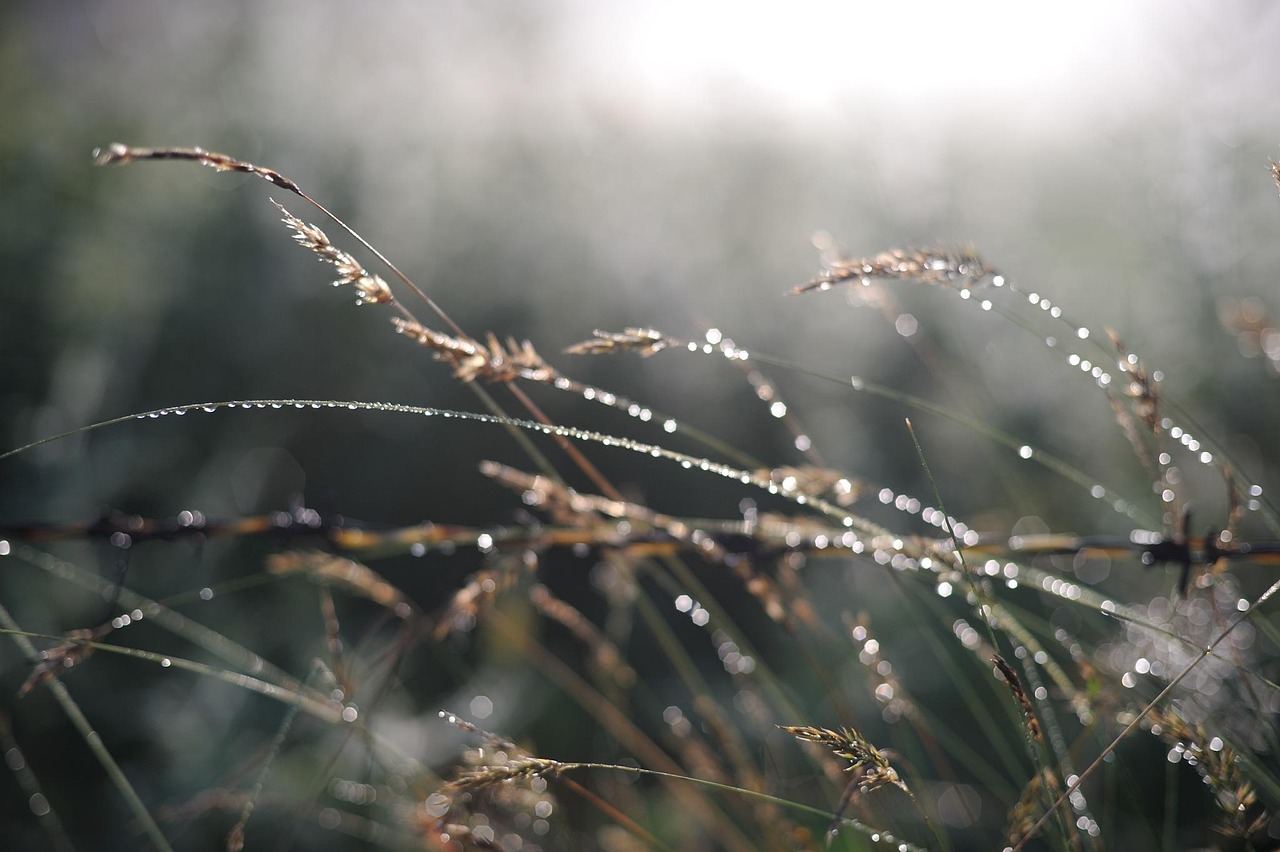 Tanaman Embun Pagi Dataran - Foto gratis di Pixabay - Pixabay