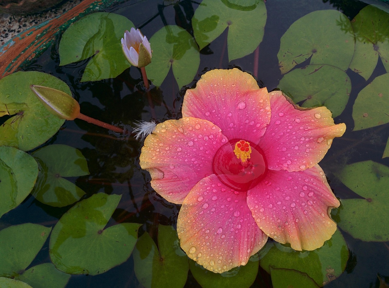 Hibiscus Lotus Flower - Free photo on Pixabay - Pixabay