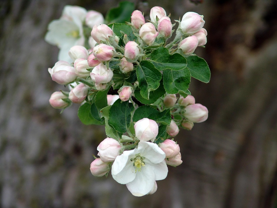Spring Apple Blossom Nature - Free photo on Pixabay