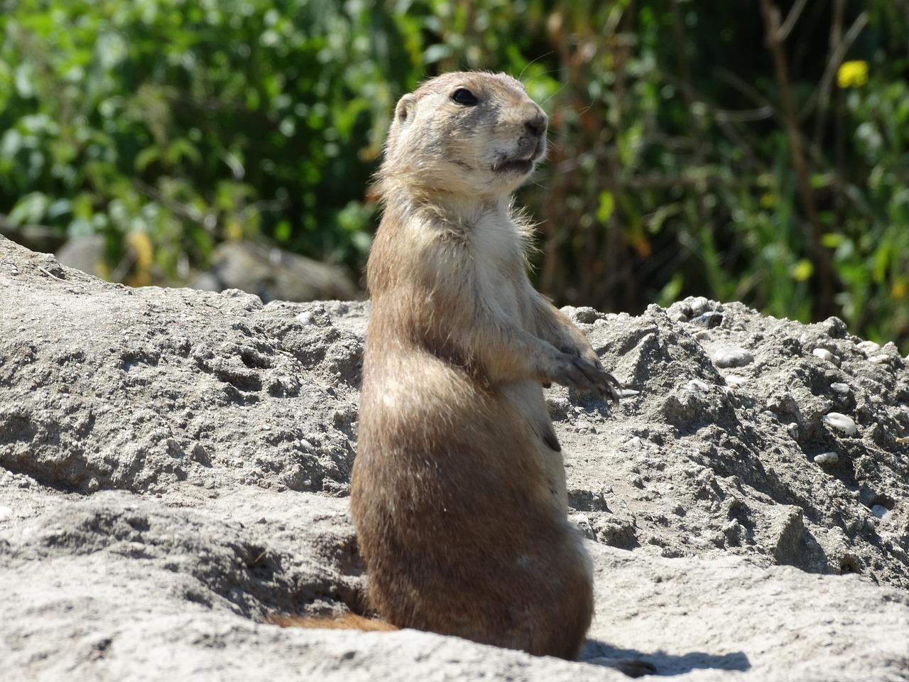 Marmota Zoo - Foto gratis en Pixabay - Pixabay