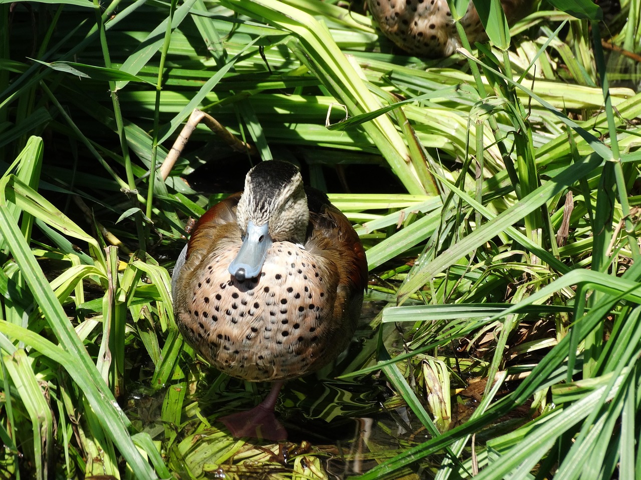 Duck Zoo - Free photo on Pixabay - Pixabay