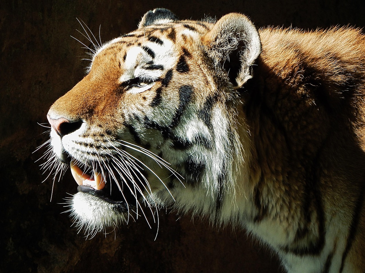 Wild Animal Cat - Free photo on Pixabay - Pixabay