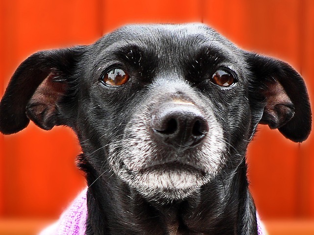 Filhotes Cachorro Bonitinho Bicho - Foto gratuita no Pixabay - Pixabay