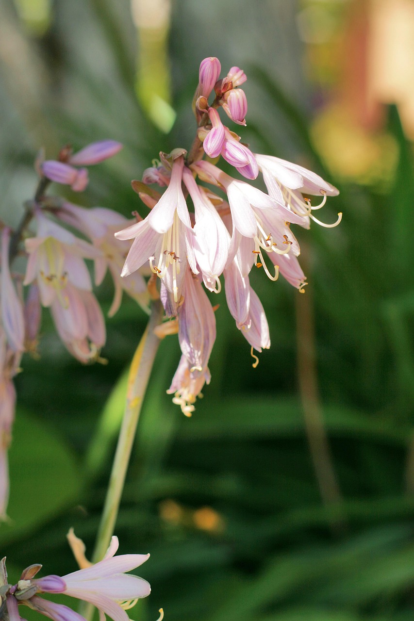 Belles Fleurs Jardin Les Plantes - Photo gratuite sur Pixabay