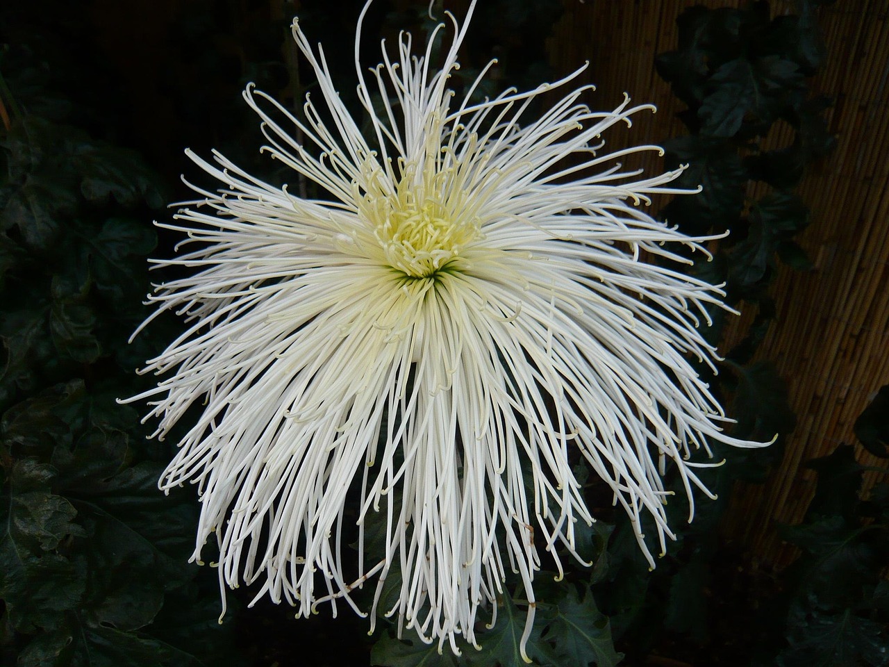 Crisântemo Flor Plantar - Foto gratuita no Pixabay - Pixabay