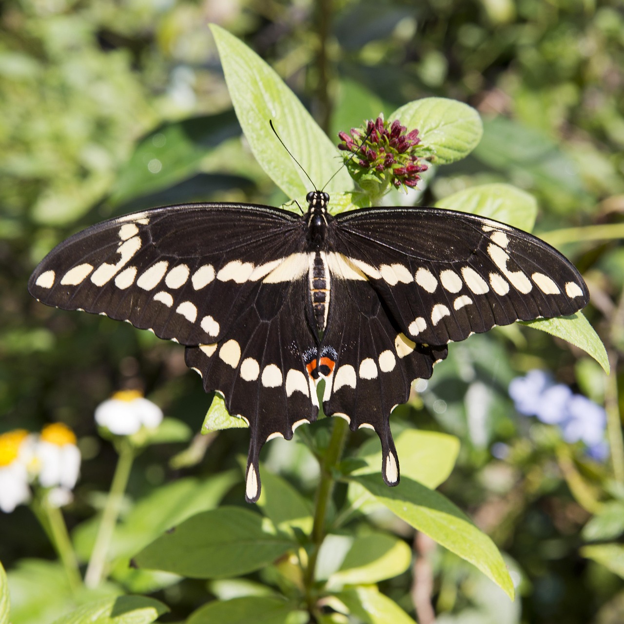 Butterfly Leaves Leaf - Free photo on Pixabay - Pixabay