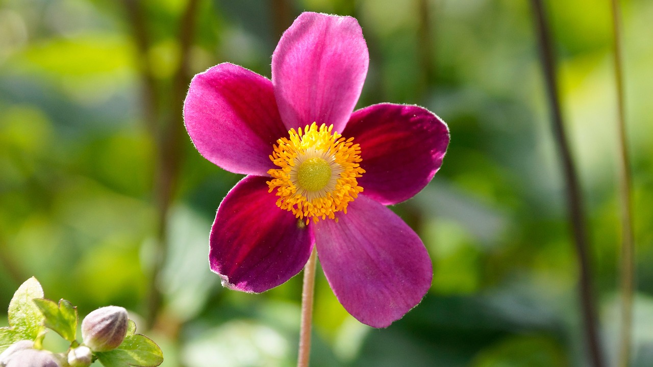 Bunga Mekar Bloom Daun - Foto gratis di Pixabay
