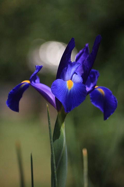 Bunga Pedang Lily Biru - Foto gratis di Pixabay - Pixabay