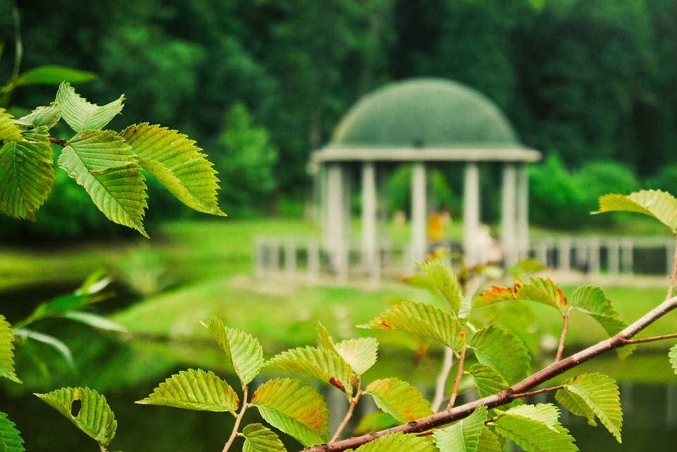 Der Park Zweig Baum - Kostenloses Foto auf Pixabay - Pixabay
