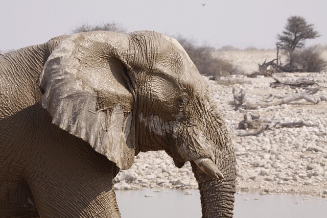Elephant Animal Pachyderm Wild - Free photo on Pixabay - Pixabay