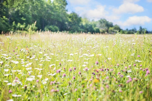 Wildflowers Meadow Tall Grass - Free photo on Pixabay