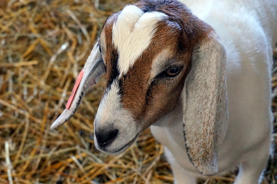 Nature Baby Goat Farm - Free photo on Pixabay