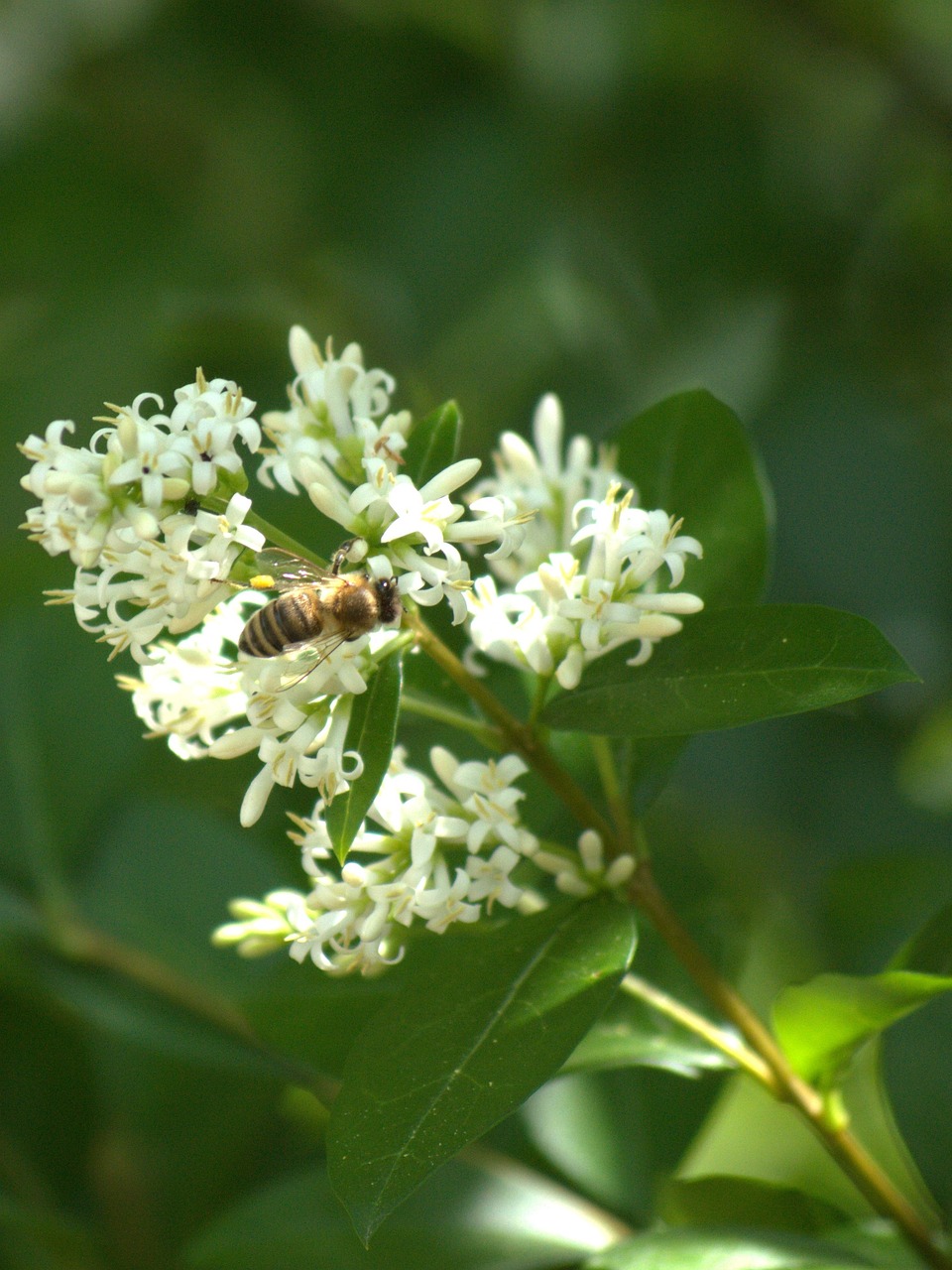 Flower Bee Nectar Collection Free Photo On Pixabay Pixabay