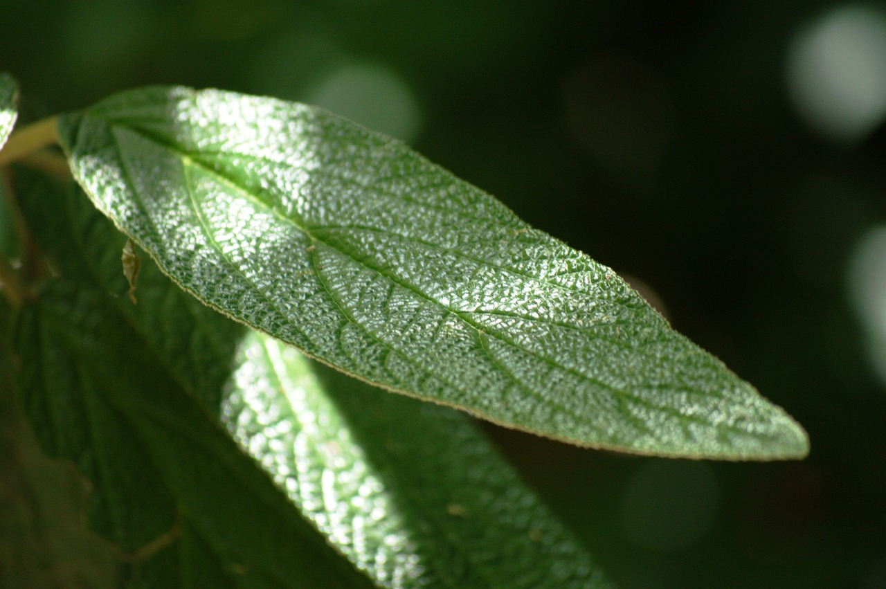 Foliage Green Light And - Free photo on Pixabay - Pixabay