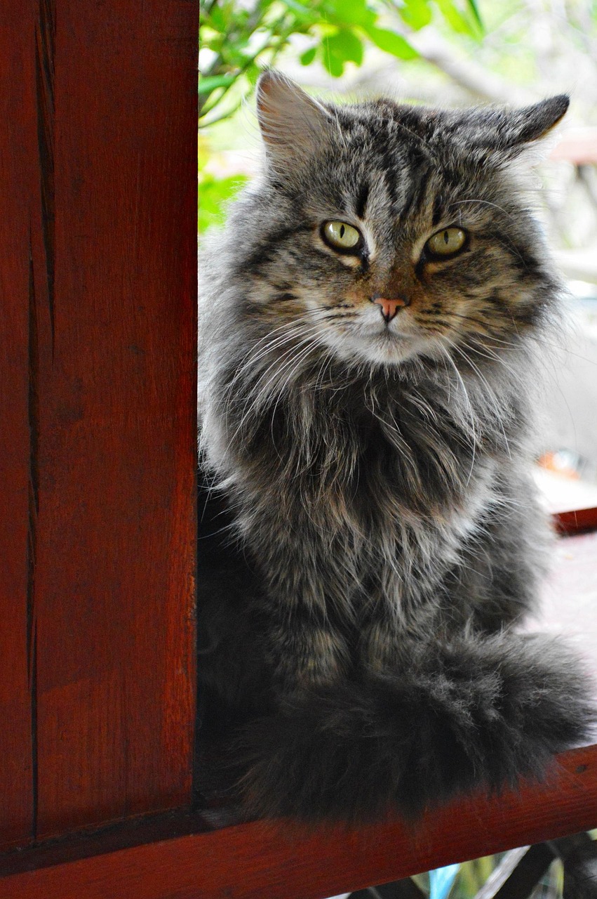 Kitten Kat Huisdieren - Gratis foto op Pixabay - Pixabay