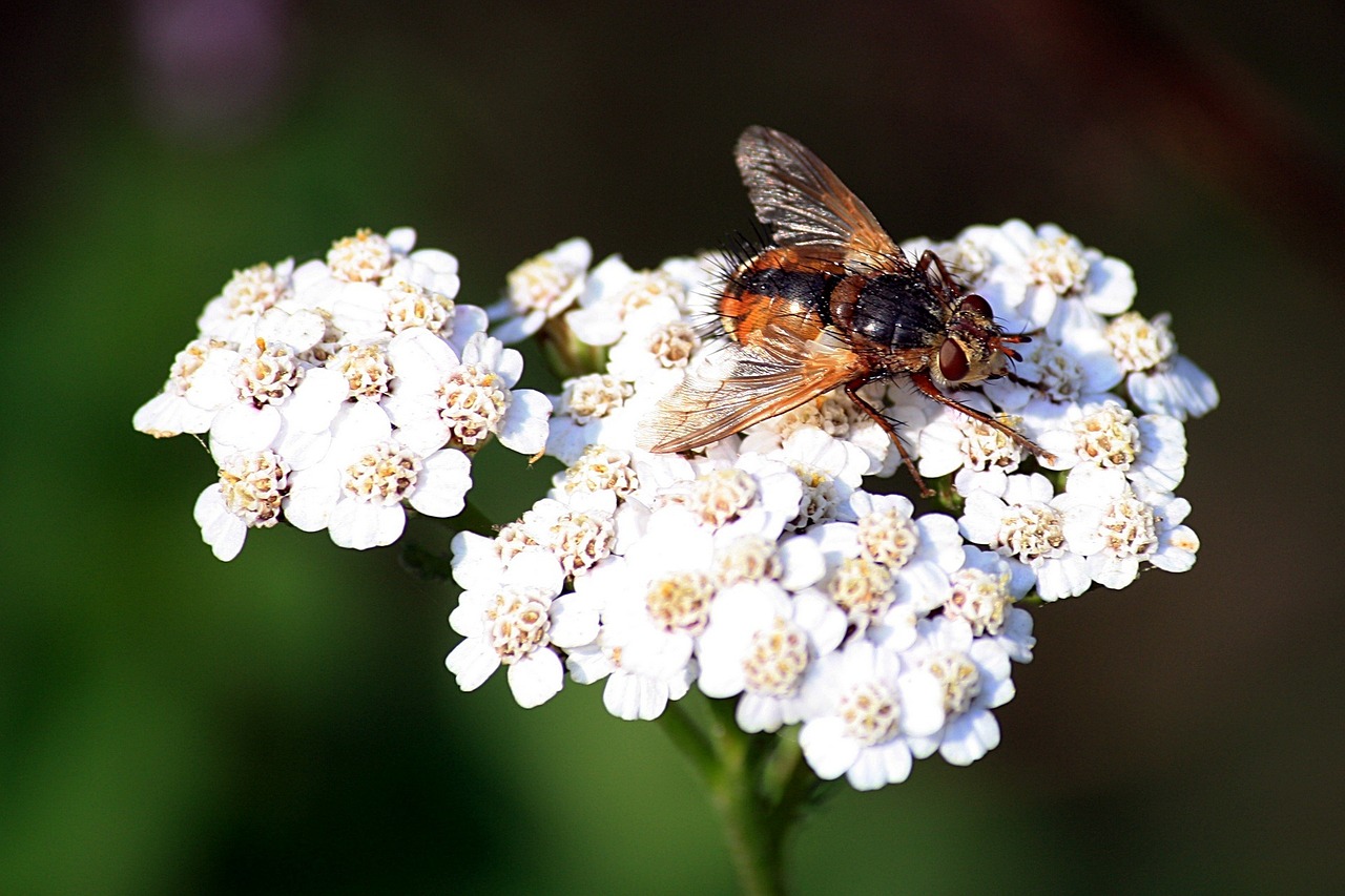 Insekten Schwebfliege Dolde - Kostenloses Foto auf Pixabay - Pixabay