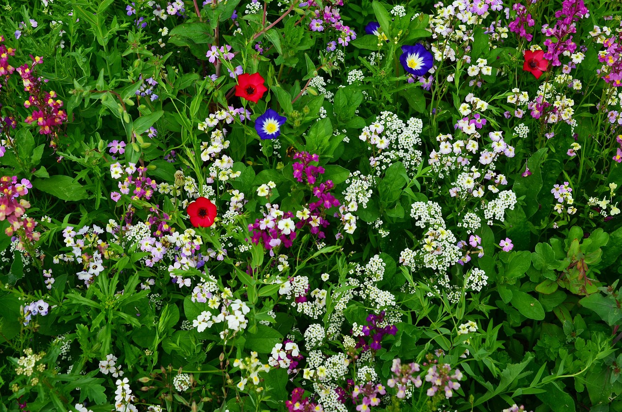 Prado De Flores Del - Foto gratis en Pixabay