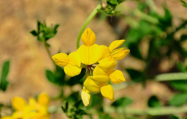 Wildflower Field Summer Plants - Free photo on Pixabay - Pixabay