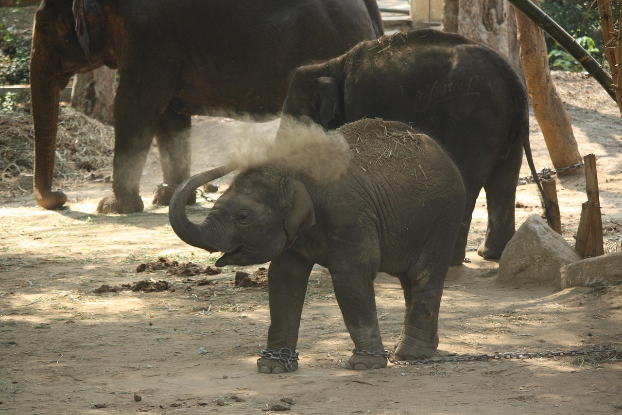 Baby Elephant Kid Calf - Free photo on Pixabay - Pixabay