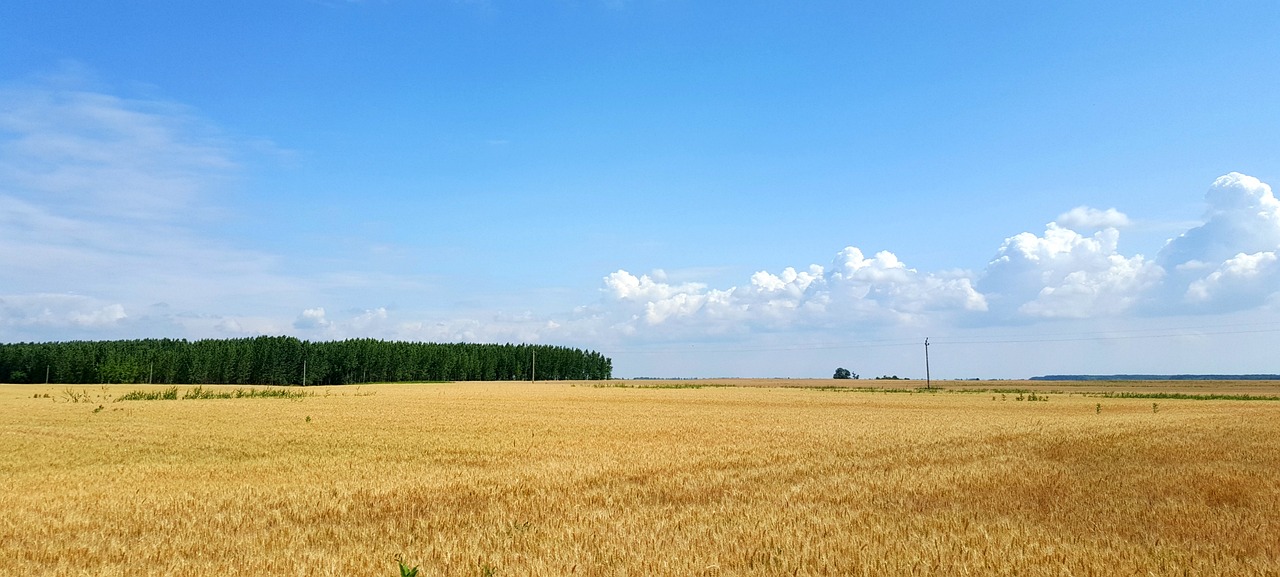 Hungary Field Wheat - Free photo on Pixabay - Pixabay