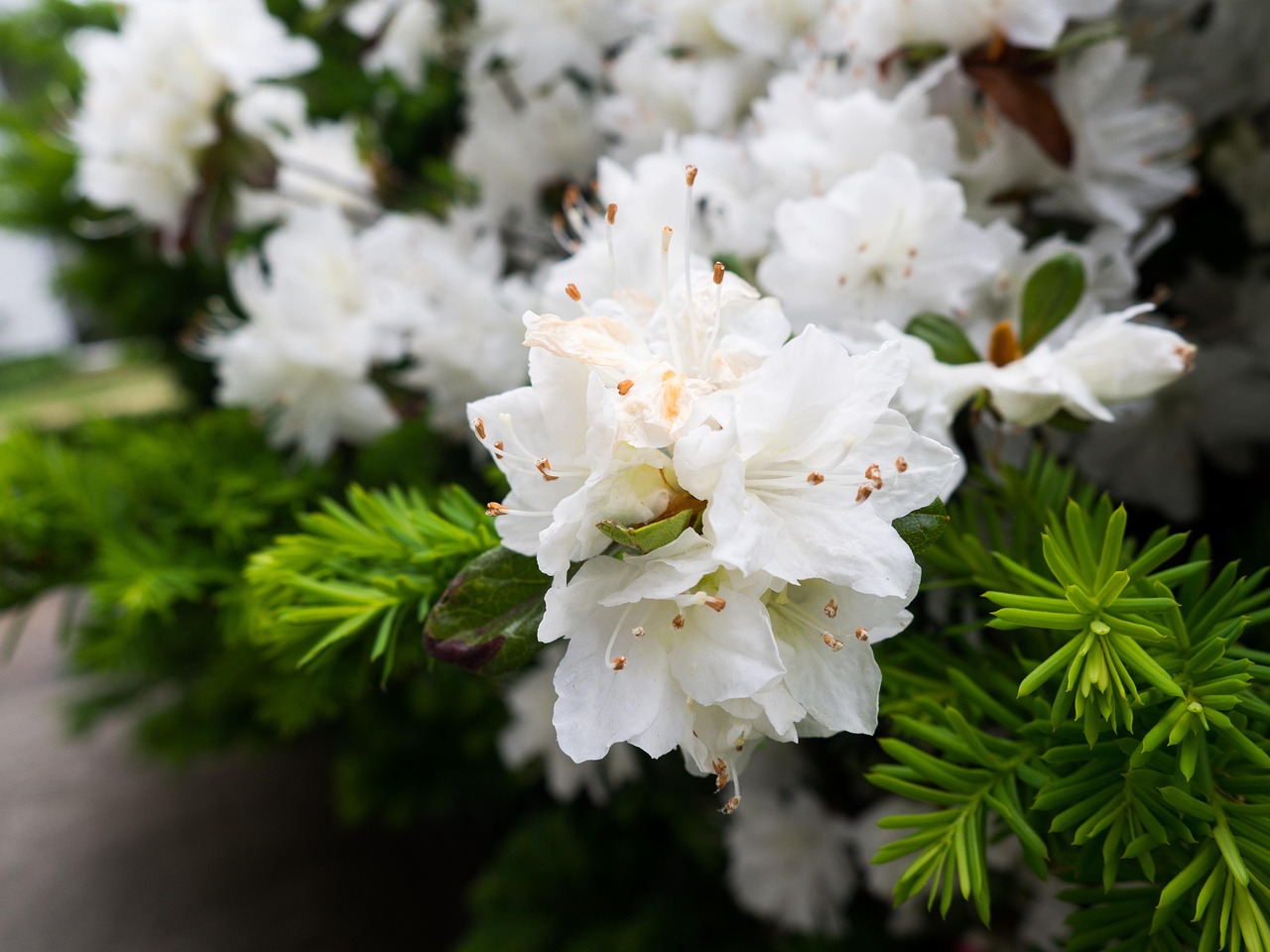 Flor Floreciente Florecer - Foto gratis en Pixabay - Pixabay