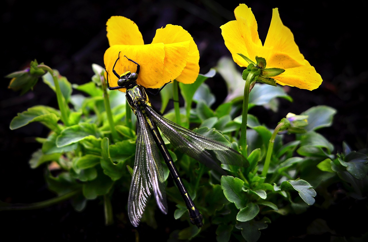 6,000+ Free Dragonflies & Dragonfly Images - Pixabay