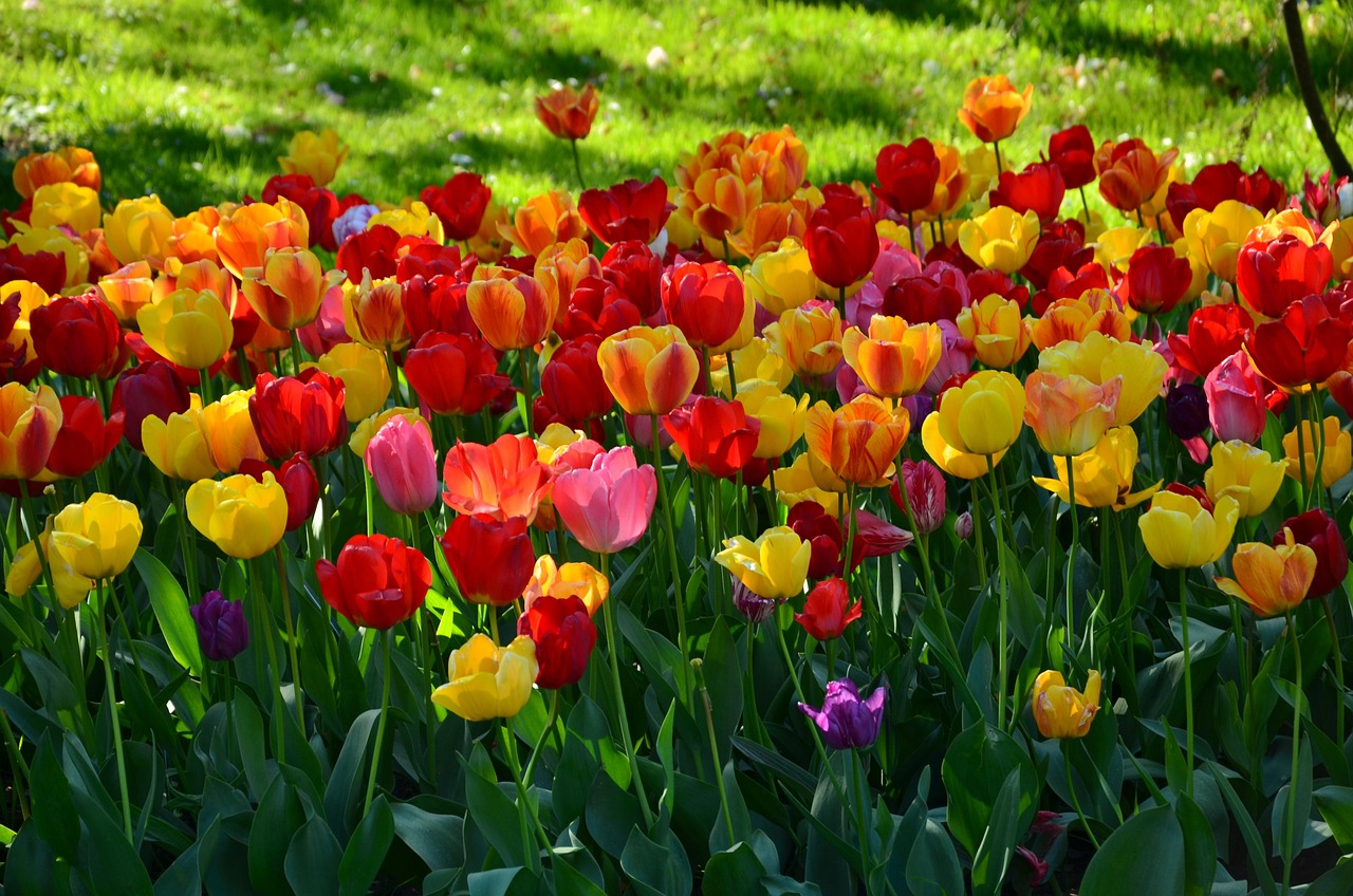Jardim Botânico Flores - Foto gratuita no Pixabay - Pixabay
