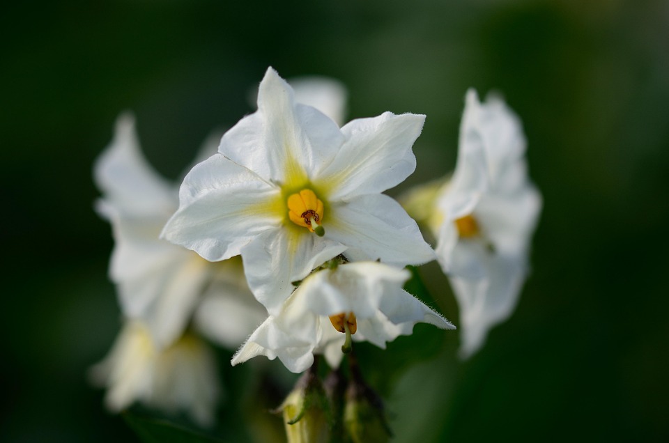 Flor De Patata Naturaleza - Foto gratis en Pixabay