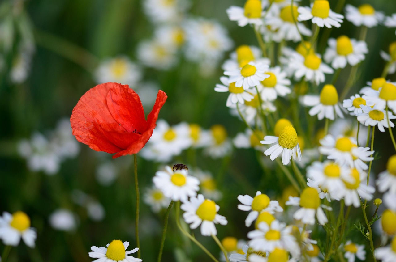 Coquelicot Fleur La Nature Fleurs - Photo gratuite sur Pixabay - Pixabay