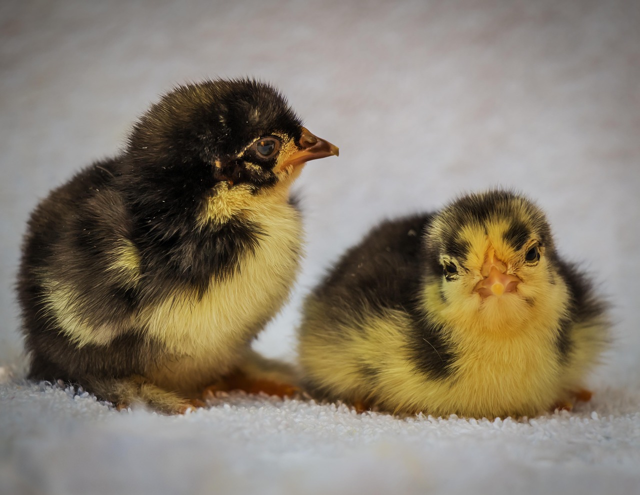 Chicks Bird Chick - Free photo on Pixabay - Pixabay
